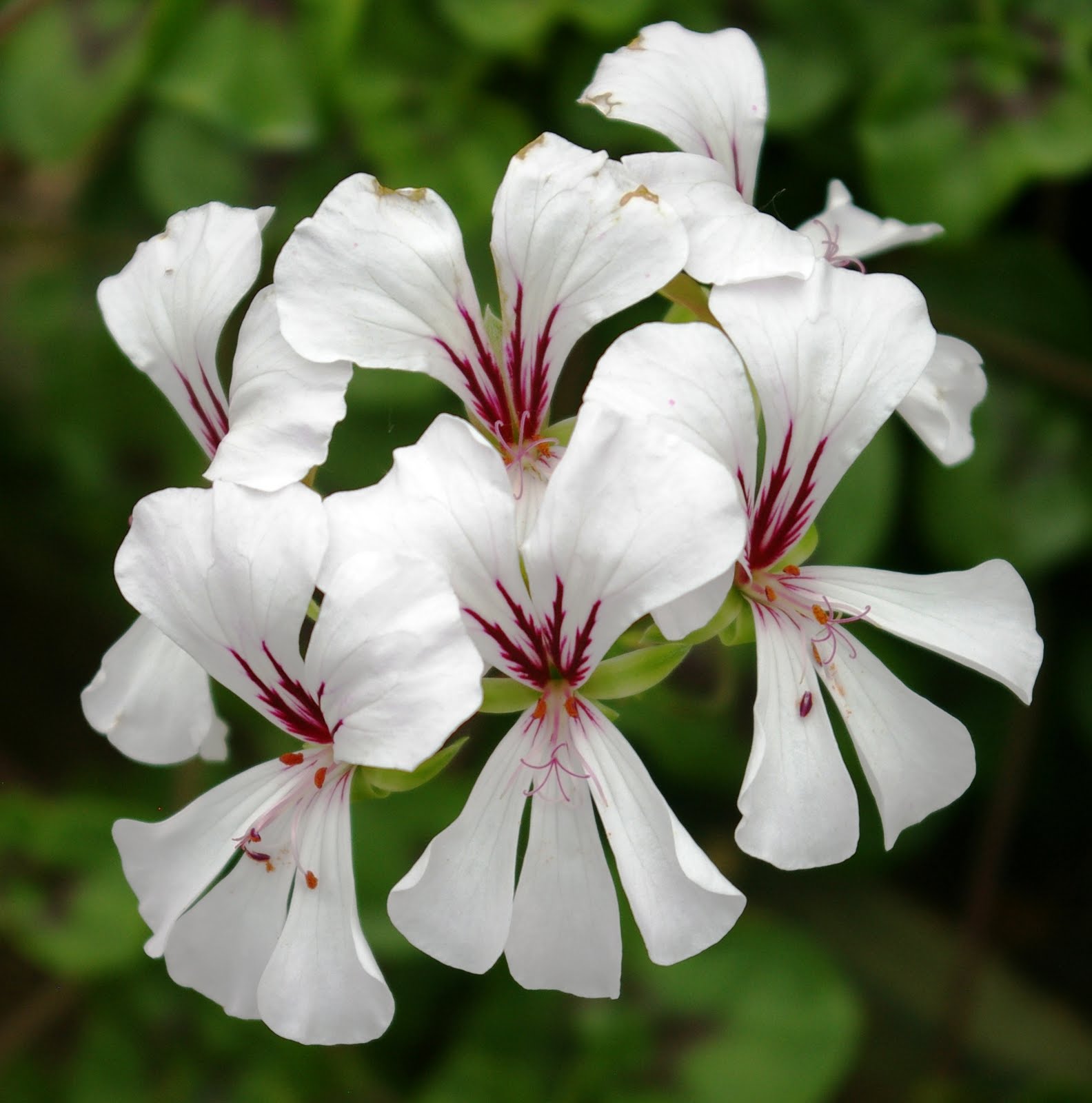 John Grimshaw's Garden Diary: Pelargoniums at Fibrex Nurseries