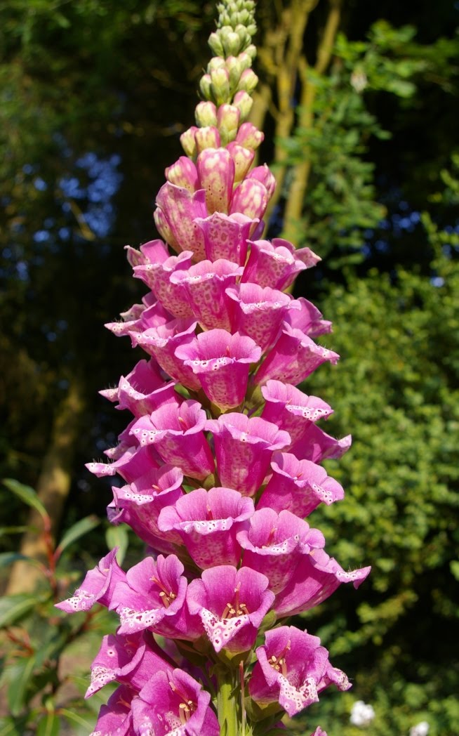 John Grimshaw's Garden Diary: Foxgloves