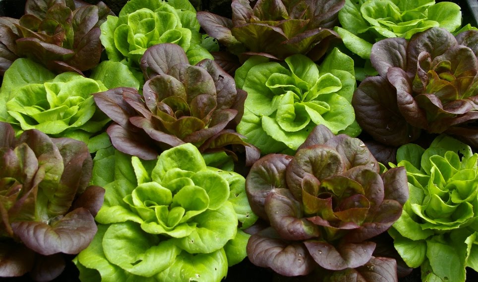 John Grimshaw's Garden Diary: Salanova® lettuce