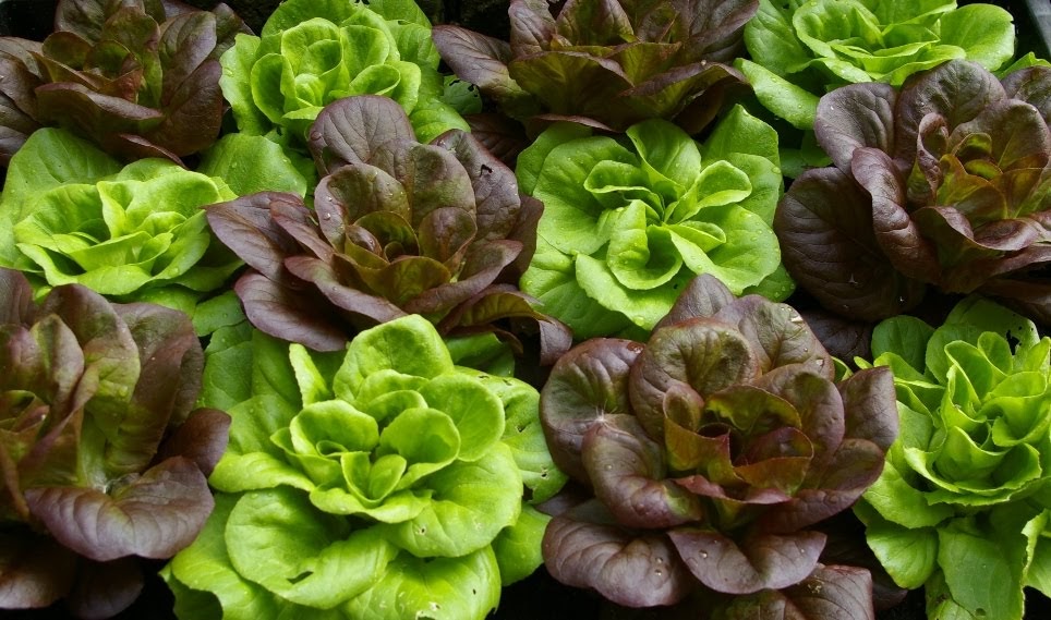 John Grimshaw's Garden Diary: Salanova® lettuce