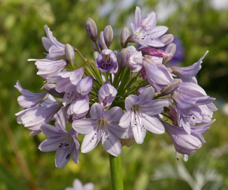 John Grimshaw's Garden Diary: The varied colours of Agapanthus