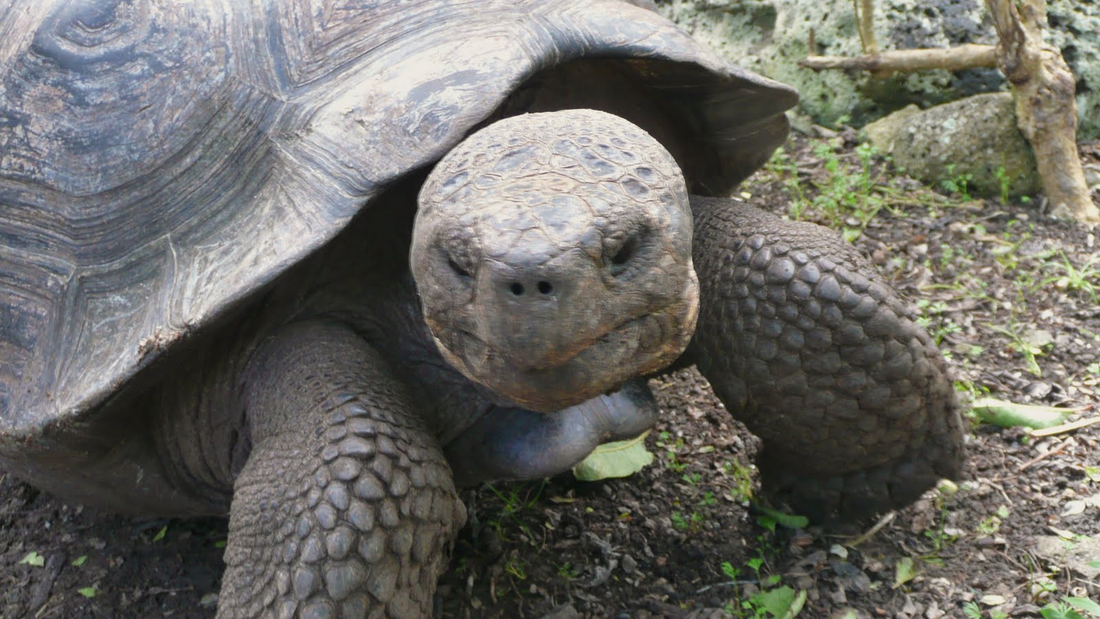 Searching for animals, all over the world: The Reptiles of Ecuador