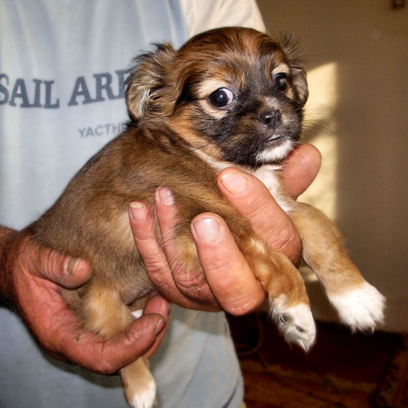 La blogu' cu pechinezi