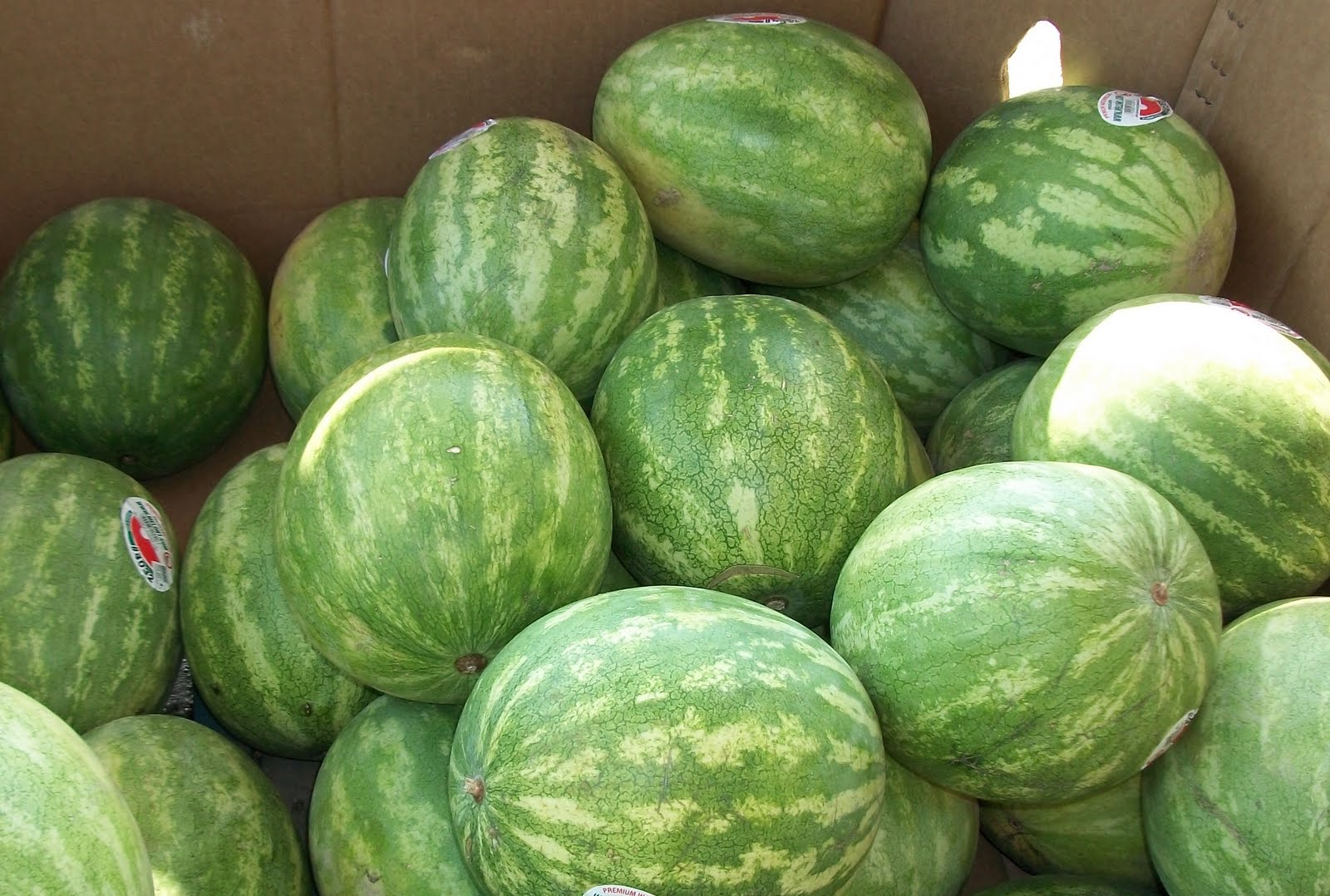 Gone To The Beach: Imaginary Watermelons