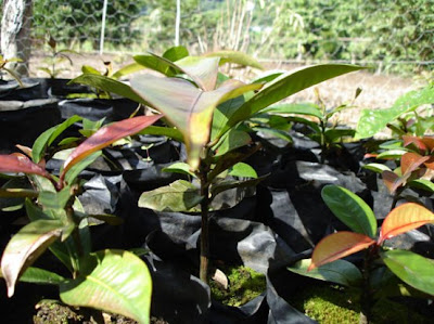 MANGOSTÃO OU MANGOSTIN (Garcinia mangostona L.) - Klima Naturali™