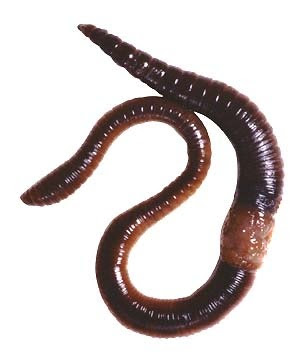 Vermes | Tipos de Vermes - Klima Naturali™