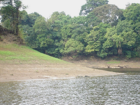 Floresta Nacional de Tefé no Amazonas