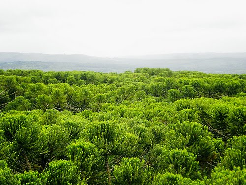 FLORESTA NACIONAL DE IRATI - PR