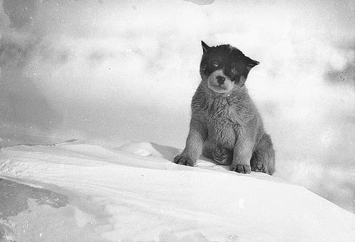 The Fate of Shackleton's Ross Sea Party Dogs