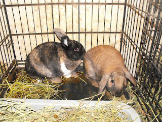 RabbitsForAdoption: Best Friends & Siblings: Lop & Calico Rabbit For ...