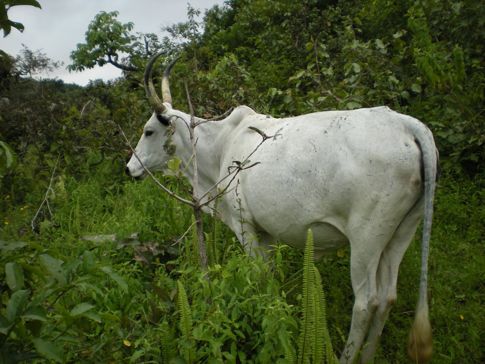 White fulani cattle. Nigeria | Cattle, Horses, Animals