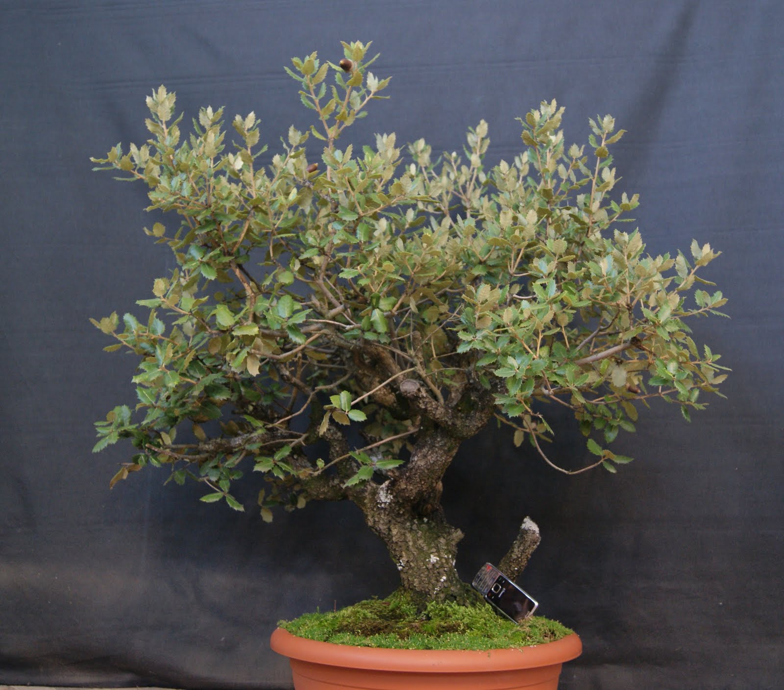 Y por lienzo.... una maceta: ENCINA ( Quercus Ilex )