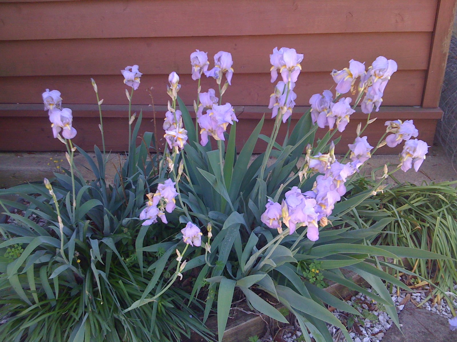 TC Mini Farm: Purple Dutch Iris