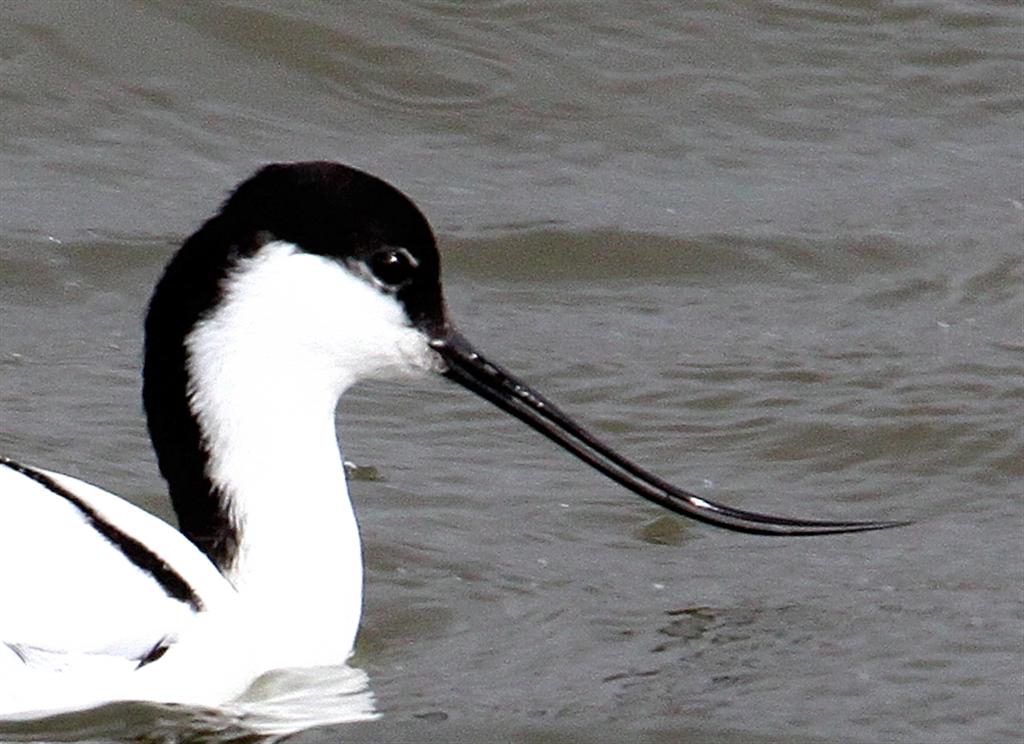 Michael Foley: Bird Photographs 2010-plus ©: Avocets at Marshside ...