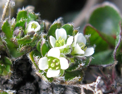 Michael Foley: Natural History ©: PLANT: Eight species of Draba from ...