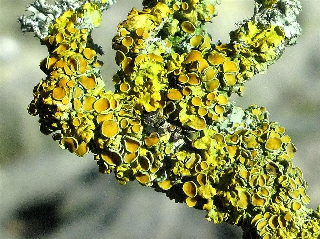 Michael Foley: Lichen Photographs ©: Xanthoria polycarpa, Silverdale ...