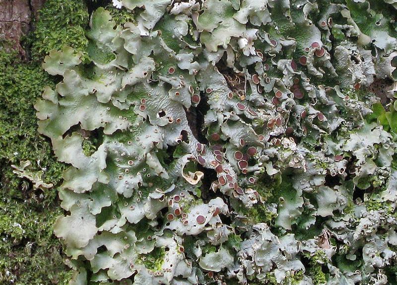 Michael Foley: Natural History ©: LICHEN: Lobaria virens in Cumbria
