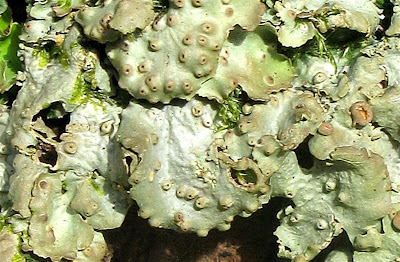 Michael Foley: Natural History ©: LICHEN: Lobaria virens in Cumbria