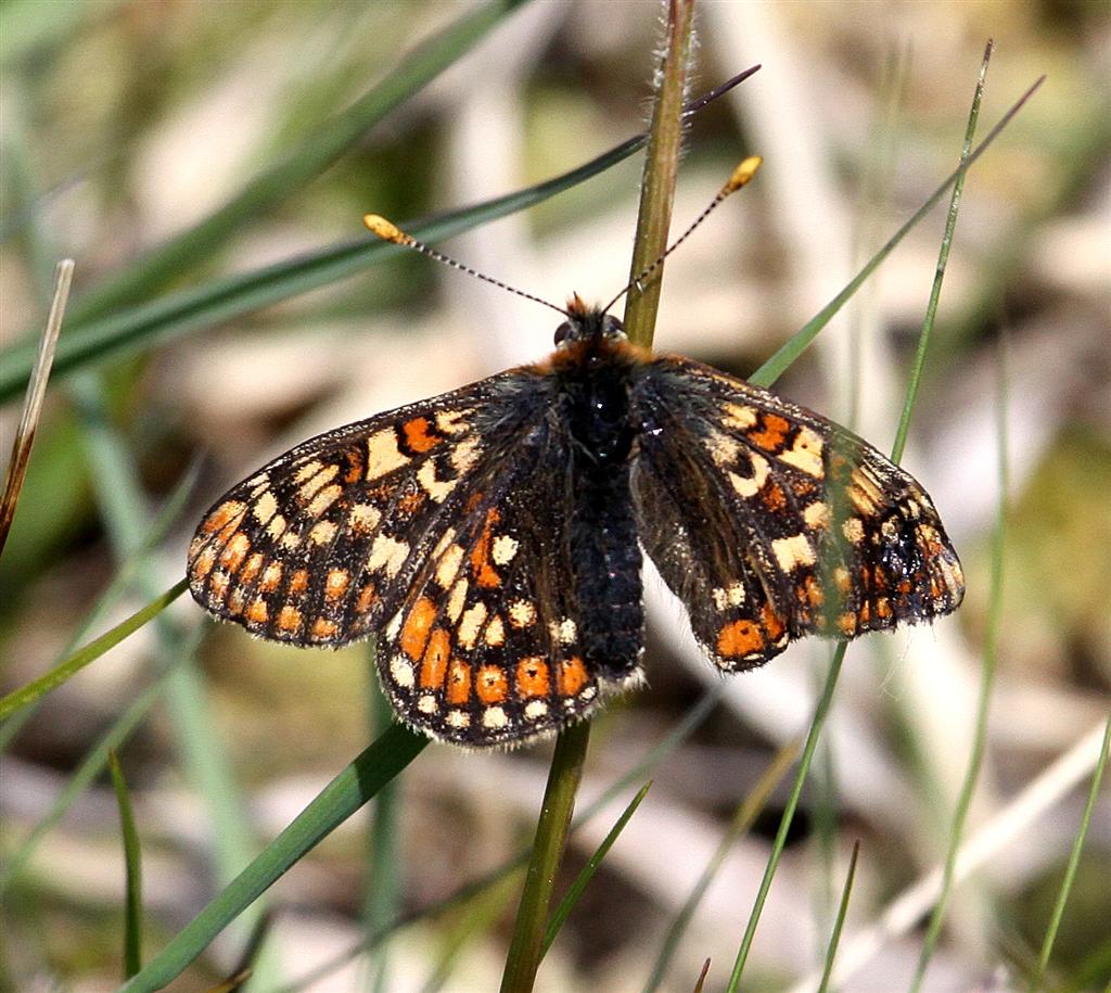 Michael Foley: Natural History ©: BUTTERFLY: Marsh Fritillary at ...