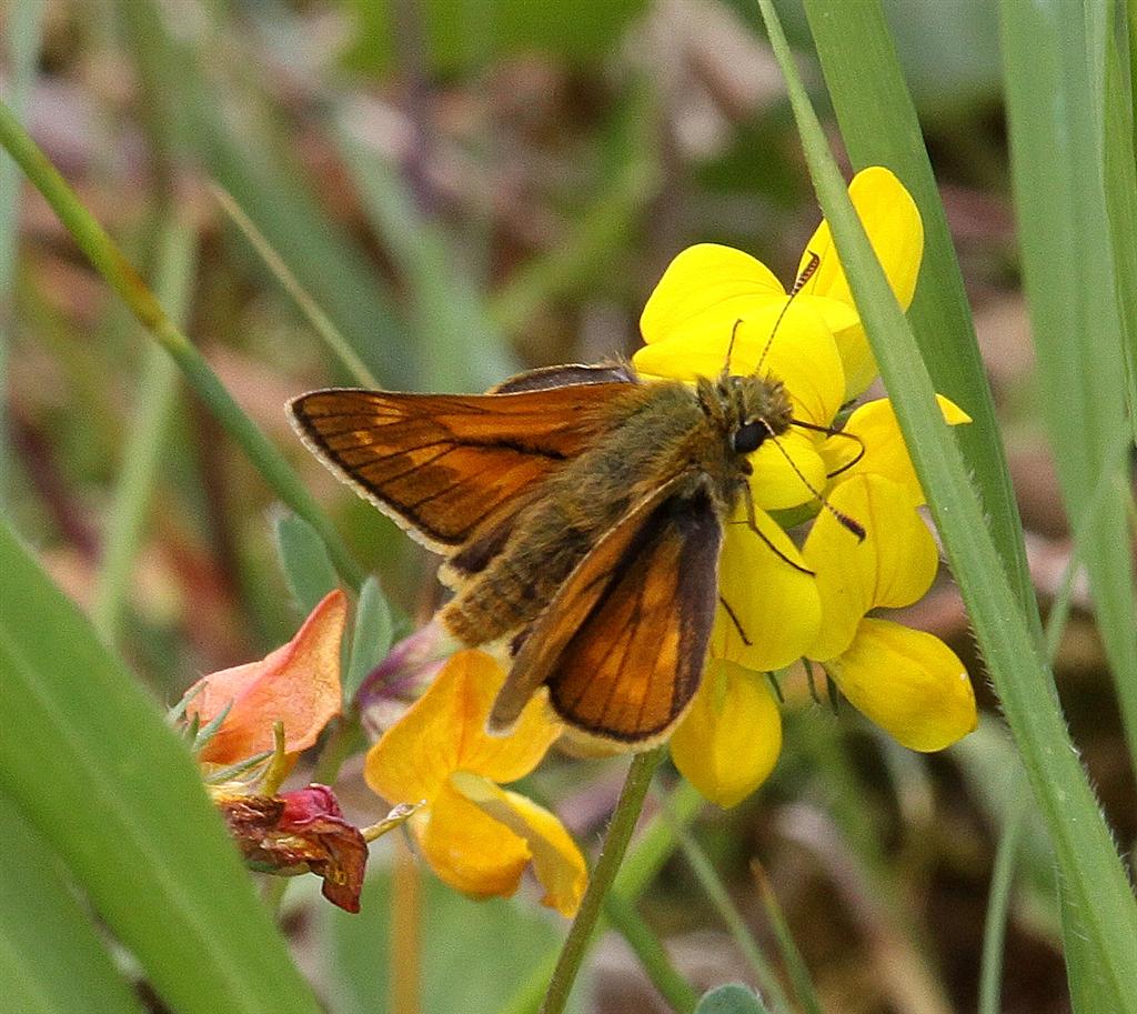 Michael Foley: Natural History ©: BUTTERFLY: Skippers: Large and Small ...