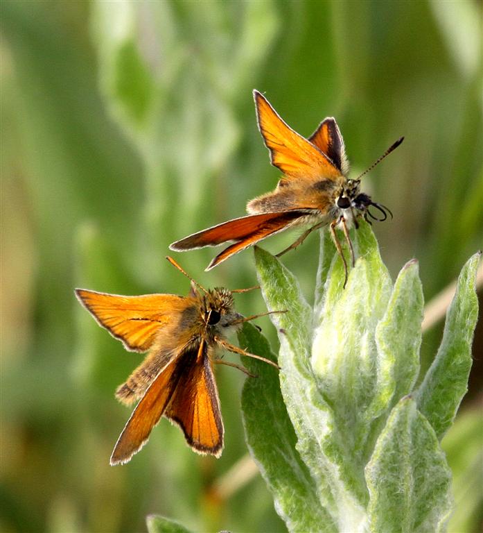 Michael Foley: Natural History ©: BUTTERFLY: Skippers: Large and Small ...