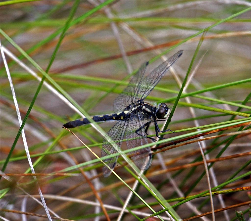Michael Foley's Dragonflies ©: White-faced Darter (Leucorrhinia dubia)