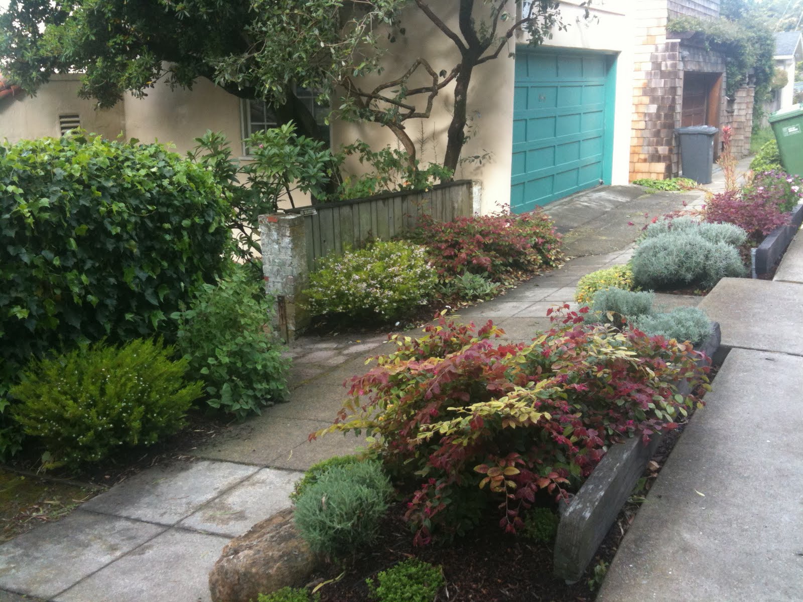 Berkeley hills parking strip planting : Fiddlehead Gardens