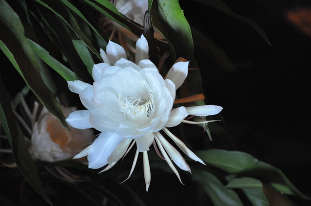 Notes to Myself: Bakawali Flower