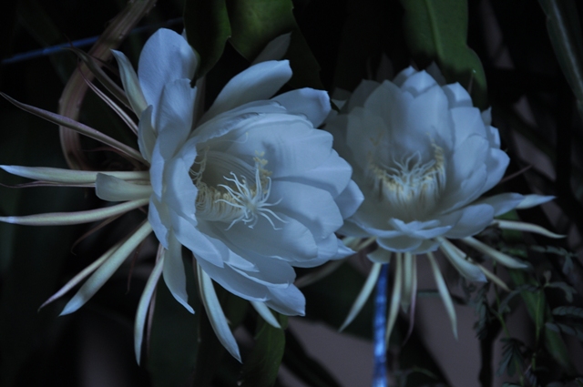 Notes to Myself: Bakawali Flower