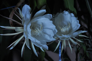 Notes to Myself: Bakawali Flower