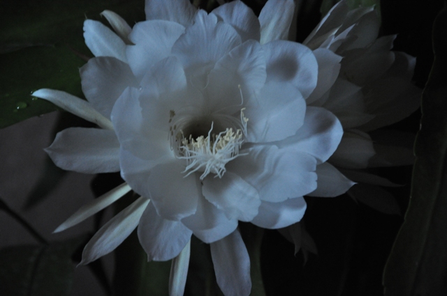 Notes to Myself: Bakawali Flower