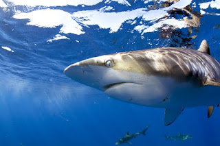 Cuba: Jardines de la Reina Marine Nature Park - Mission Blue