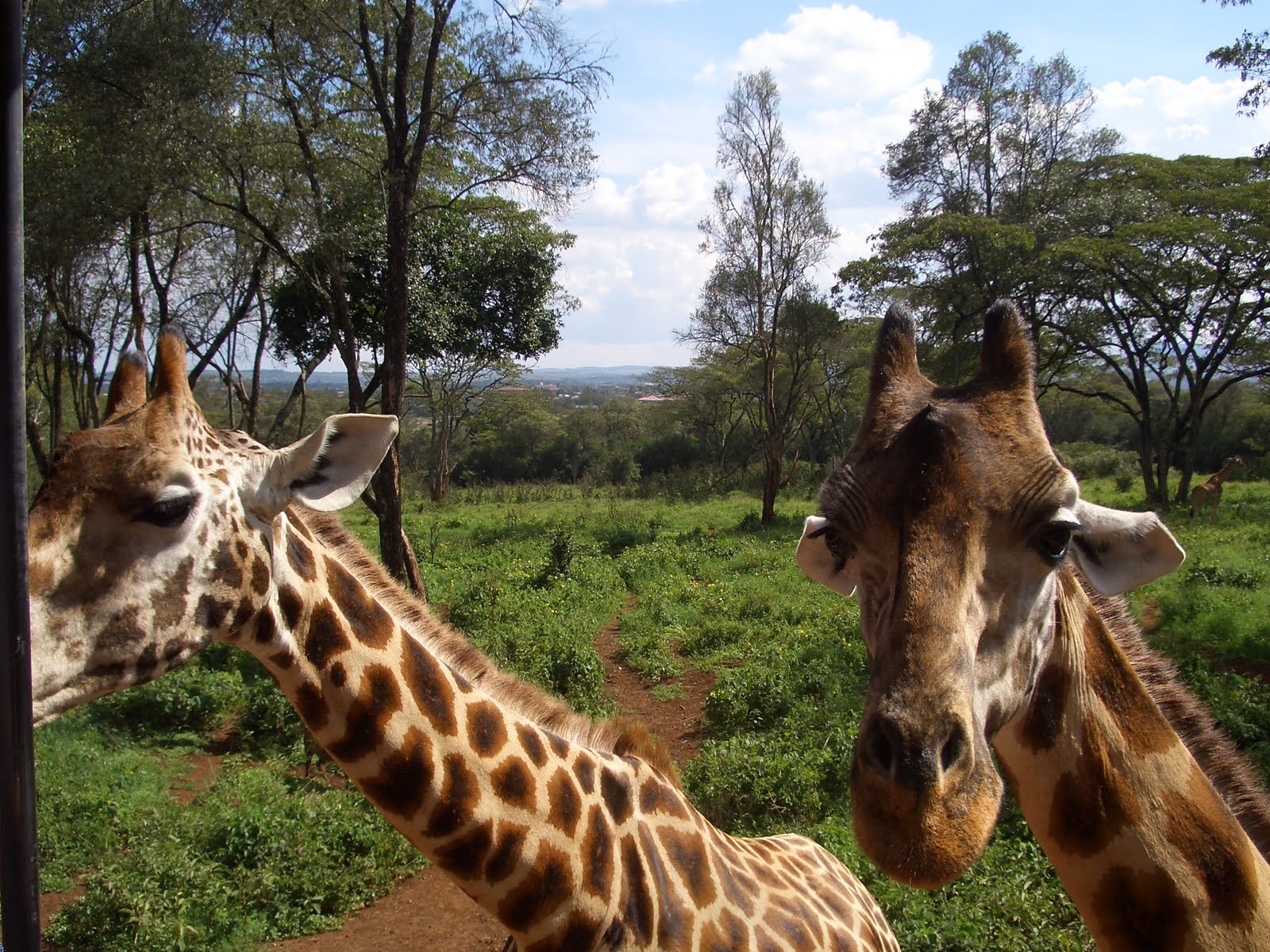 World of Ingar: Live from Africa: Twiga.