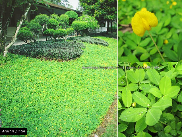 The World is Just Awesome!: Arachis spp.