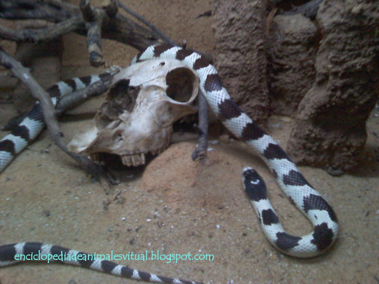 Fichas de Animales: Serpiente rey de california