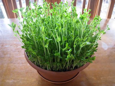 Christina's Garden: an indoor winter pea shoot garden