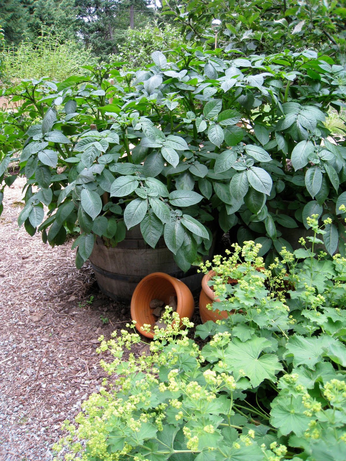 Christina's Garden: potatoes in containers