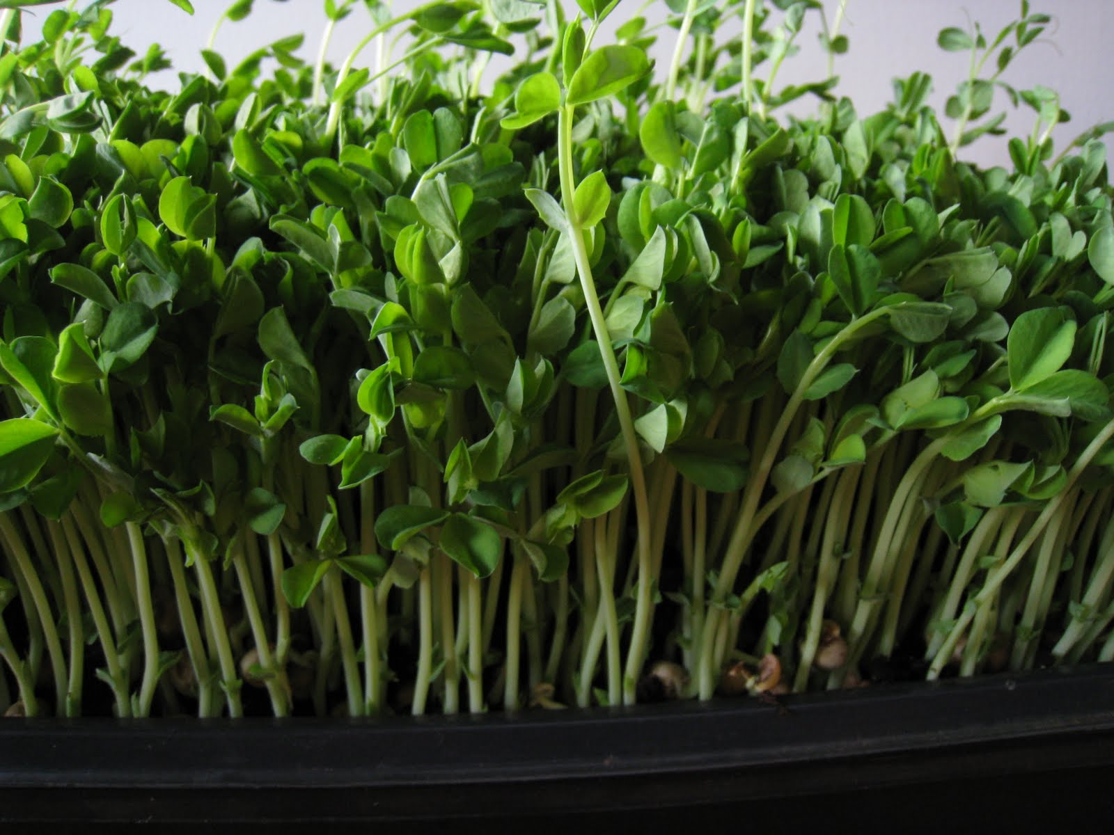 Christina's Garden: pea shoot season