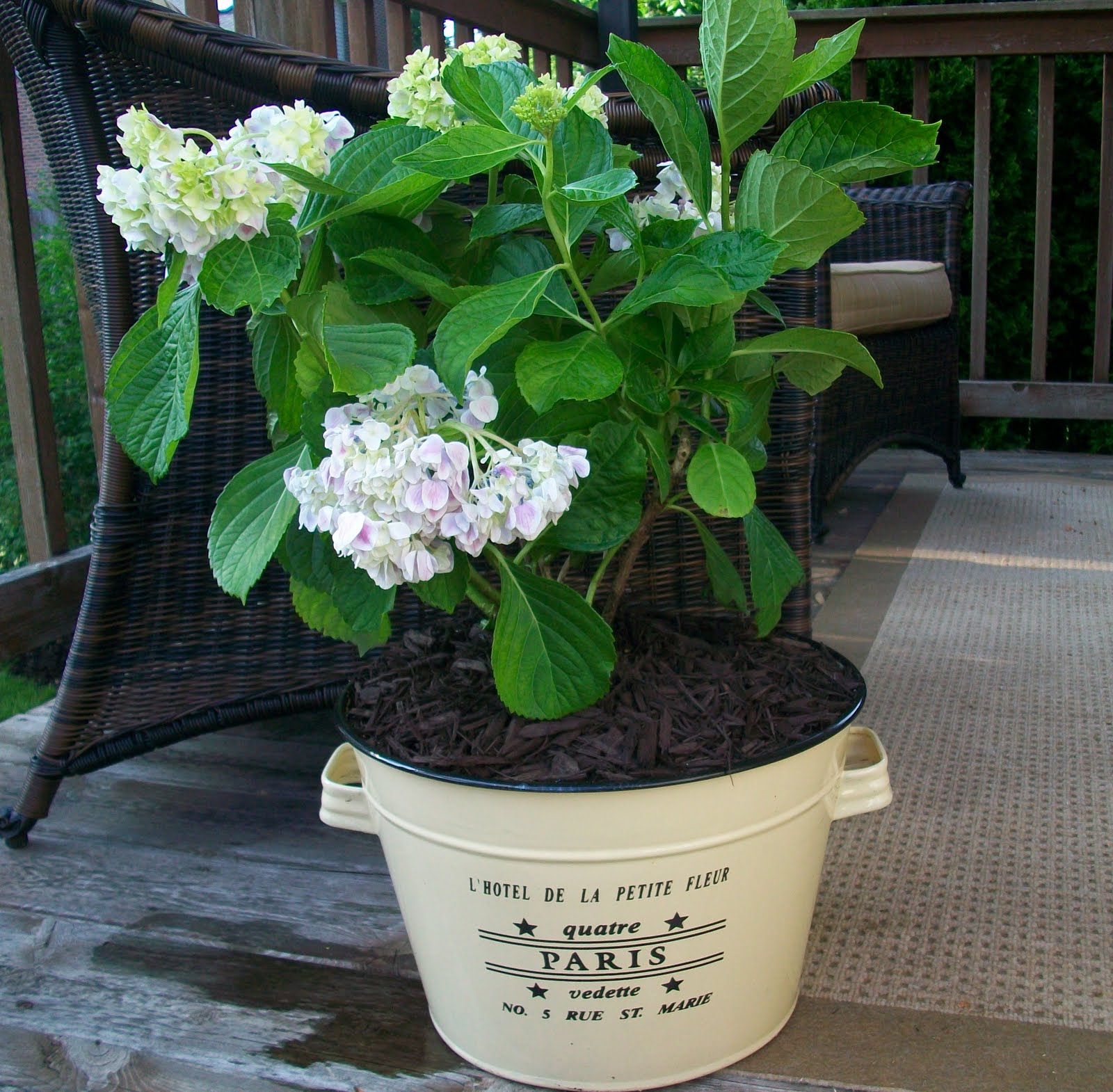 Sixty-Fifth Avenue: Potted Hydrangea