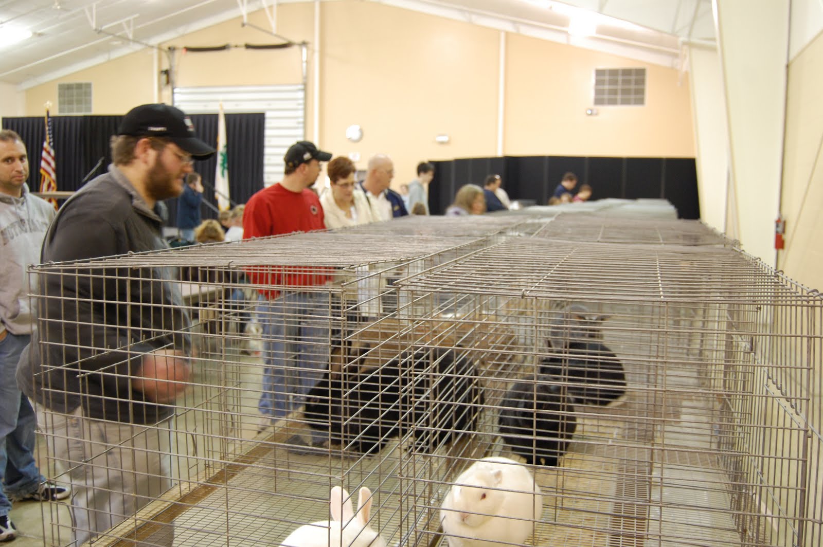 Wells County 4-H Fair: NE Indiana Rabbit Show at Wells County 4-H ...