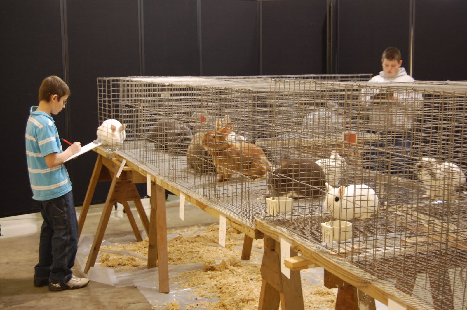 Wells County 4-H Fair: NE Indiana Rabbit Show at Wells County 4-H ...