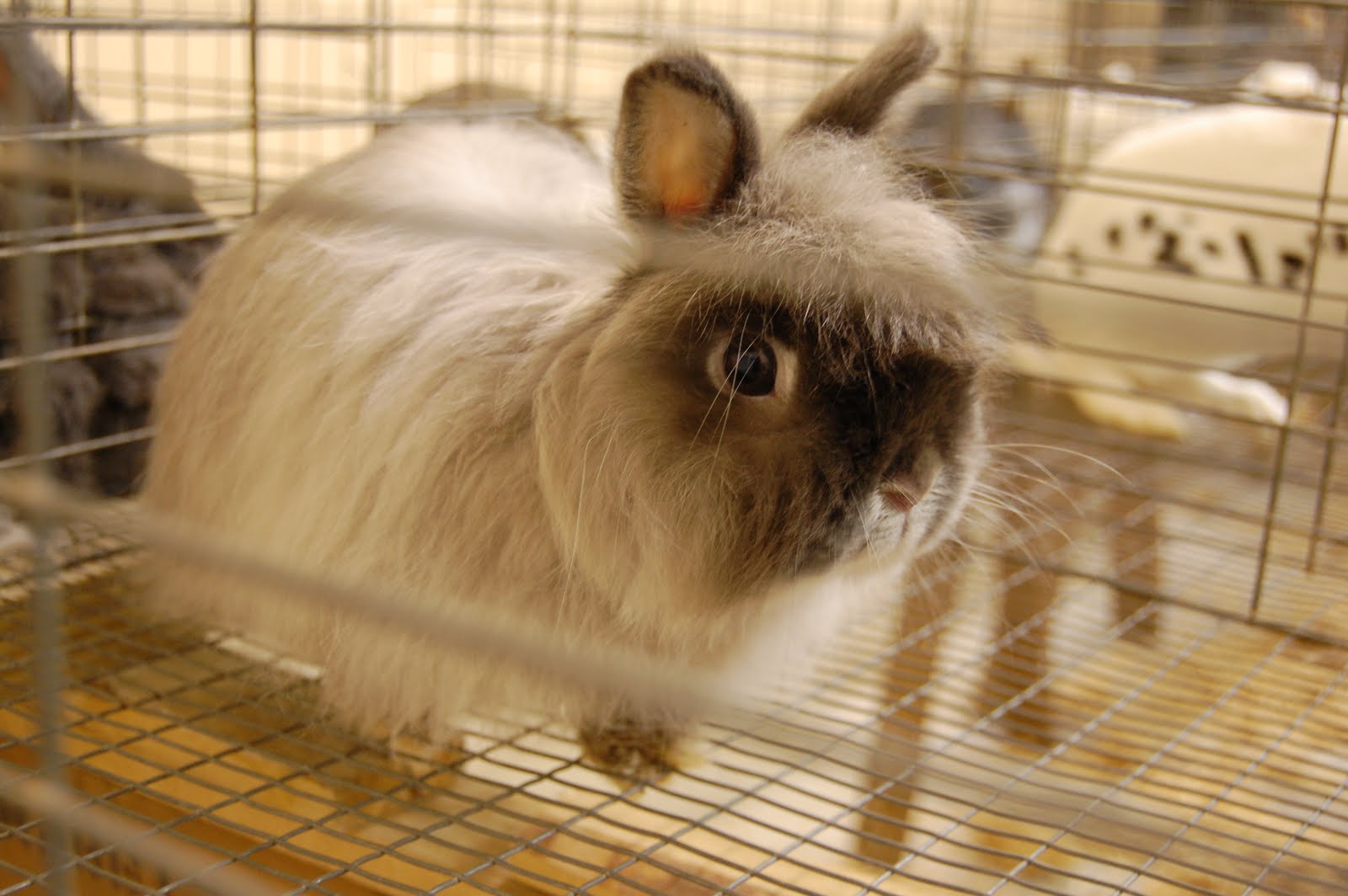 Wells County 4-H Fair: NE Indiana Rabbit Show at Wells County 4-H ...