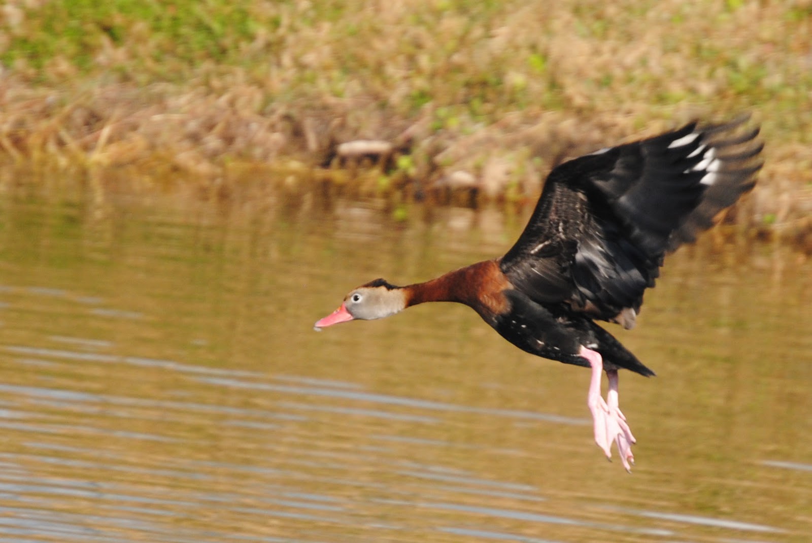 Field Notes and Photos: The Rookery: Venice, Florida