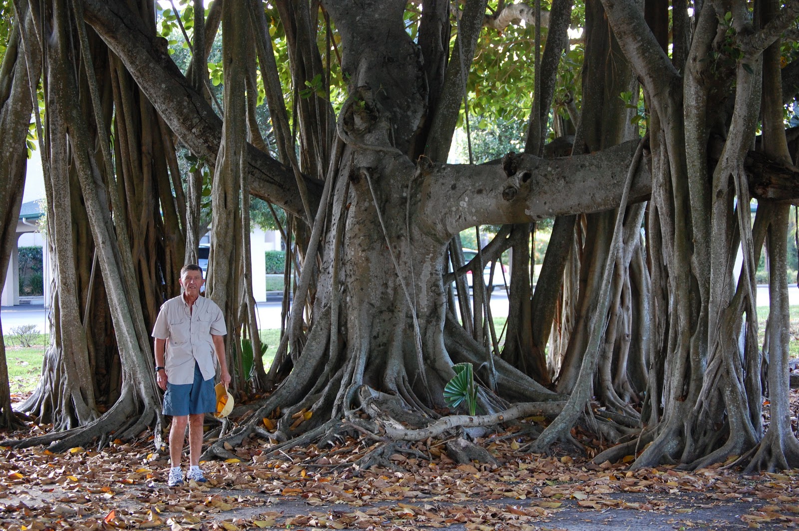 Field Notes and Photos: Banyans