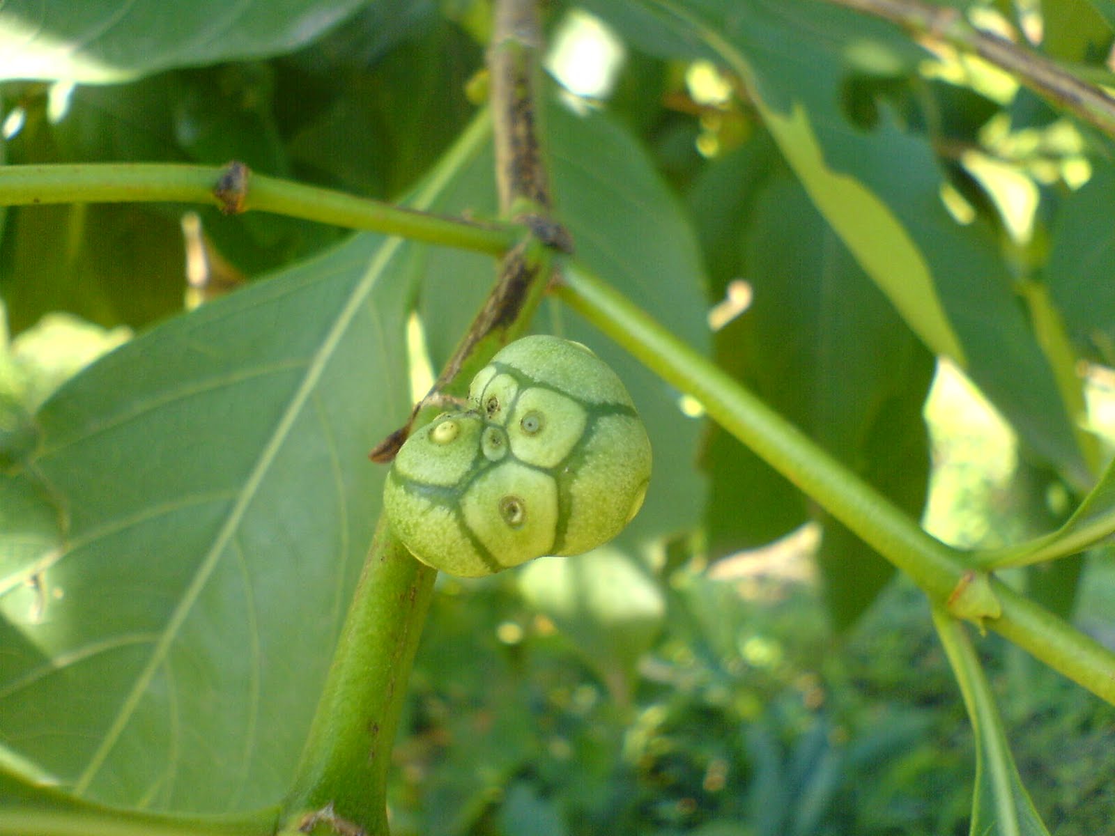 A weekend with trees