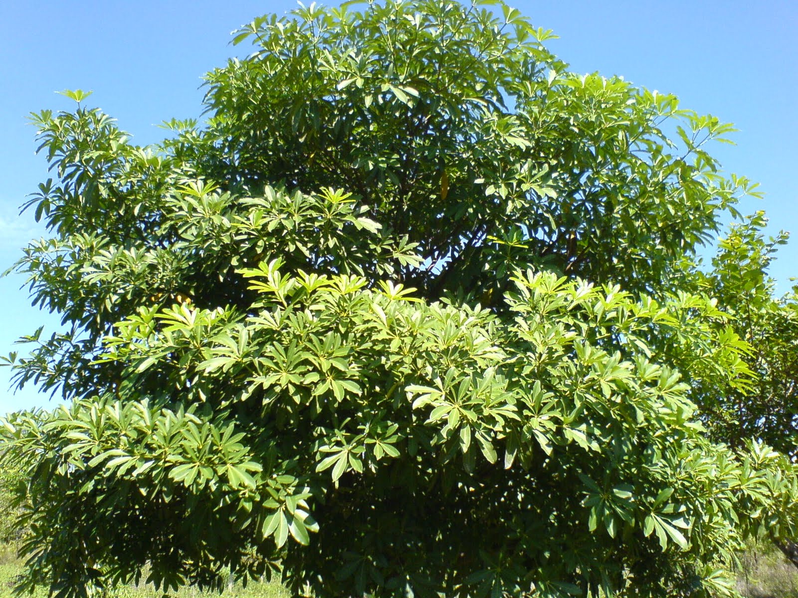 A weekend with trees