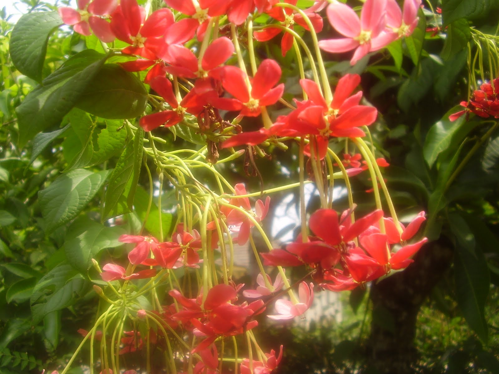 Khazanah Alam: Bunga apa ni-bau wangi setaman