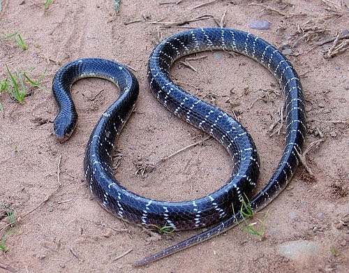 Common Krait