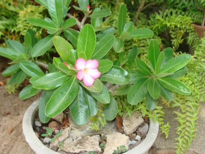 AMO ADENIUM: Adenium arabicum, um tesouro no deserto!
