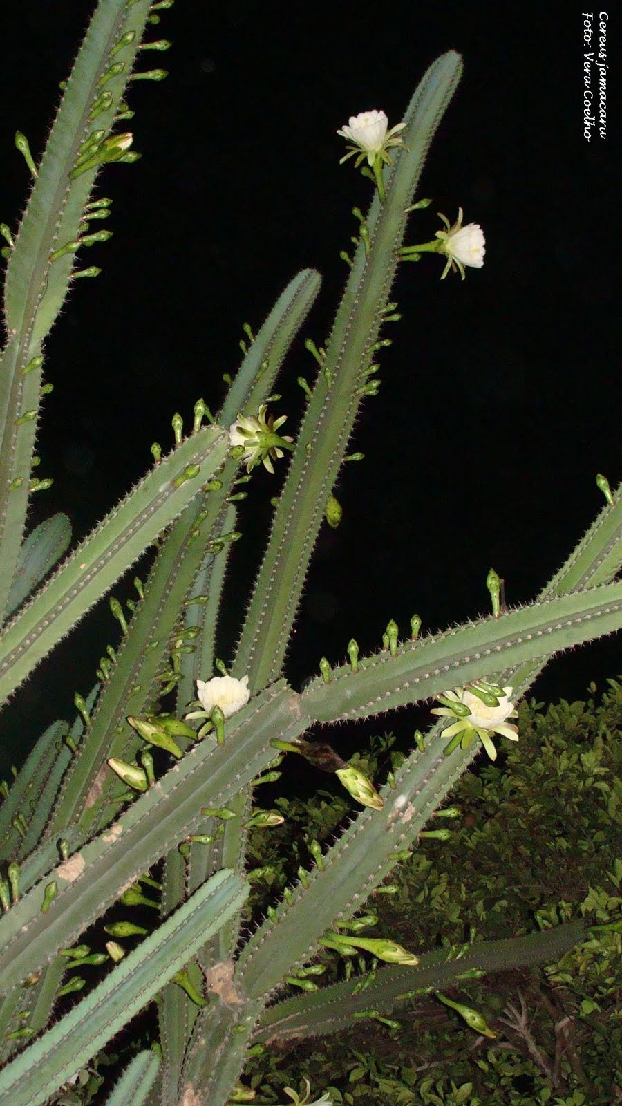 AMO ADENIUM: Flor do Mandacaru